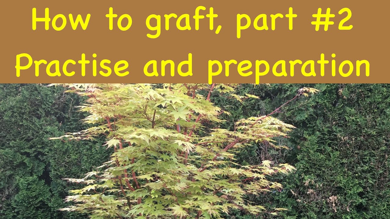 grafting a Japanese maple part #2,  practice and preparation