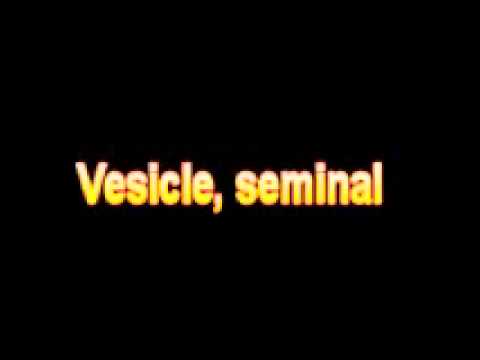 What Is The Definition Of Vesicle, seminal