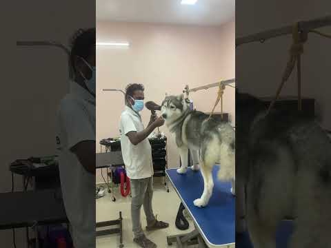 Siberian husky grooming and spa #siberianhusky #husky #doggroomingforbeginners #doggroomingtips