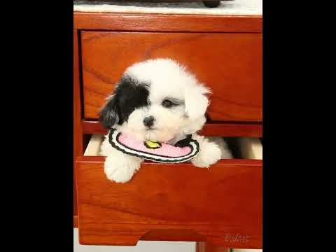 Milkshake is the definition of rarity! Mini female Bichon Frisé with such unique black markings.