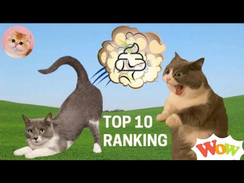 watch funny cat and dog videos cat funny videos clean free cat funny videos