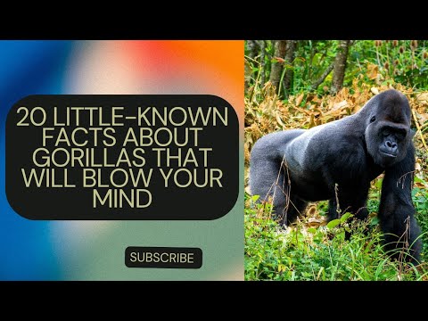 20 little-known facts about gorillas that will blow your mind