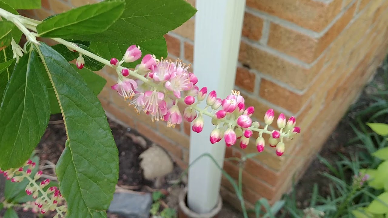 Summersweet Ruby Spice (Clethra alnifolia)