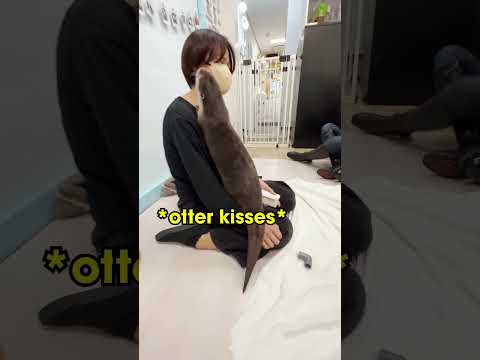 I visited an otter cafe in Japan! #travel #otters #japan