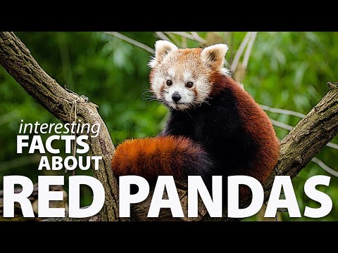 Interesting Facts about Red Pandas