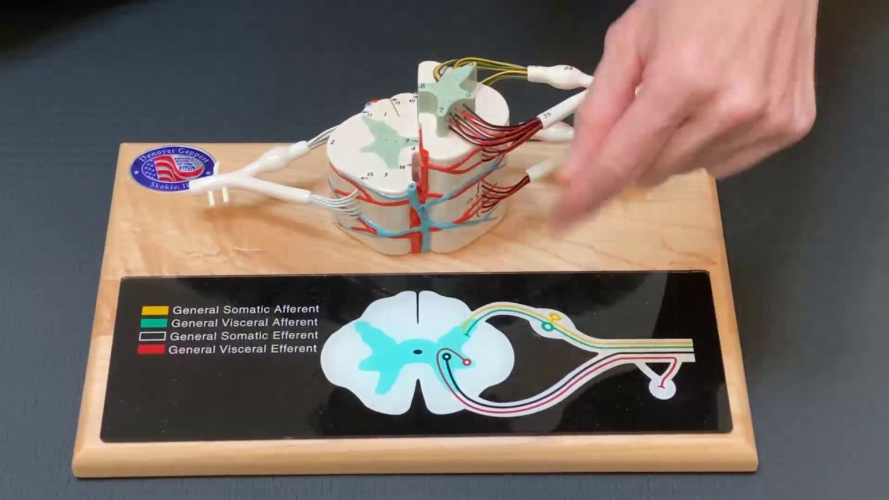 Spinal Cord Model 163