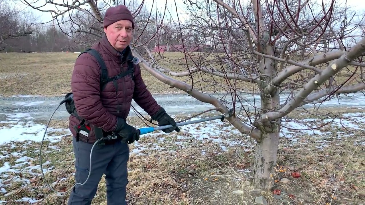 Lesson on Modified Central Leader Pruning for a 9th Year Apple Tree