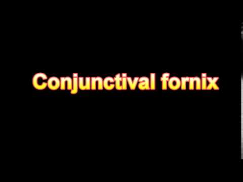 What Is The Definition Of Conjunctival fornix - Medical Dictionary Free Online