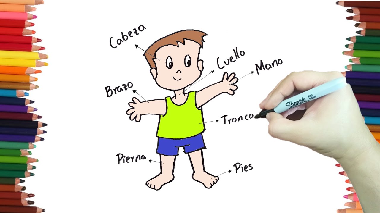 Dibujando las PARTES DEL CUERPO HUMANO paso a paso y muy fácil  - Dibubaron Speed Drawing