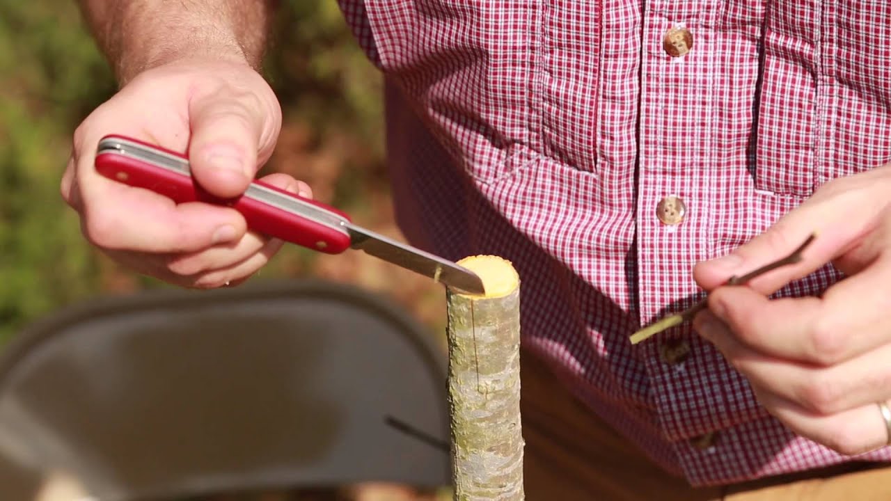 Grafting Trees - How to Graft a Tree