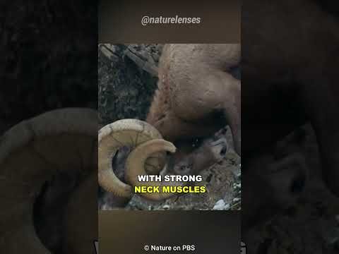 Why Do Rams Headbutt?