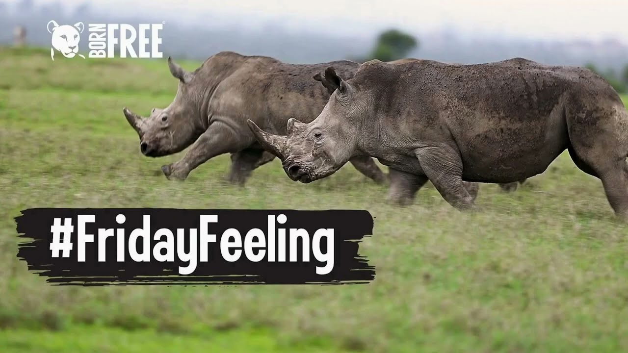 5 wild facts you won’t believe about rhinoceross!!!