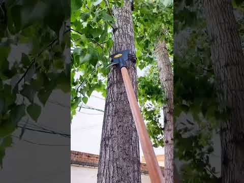 Super Handy Tree Trimming Tool #satisfying #short