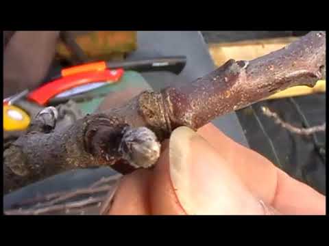 Collecting scion wood for grafting onto your fruit trees