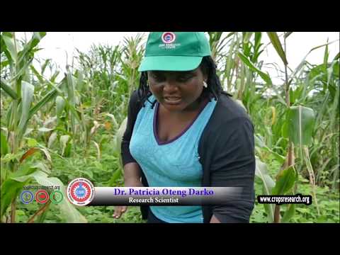 CSIR-CRI's Contributions Towards The Government of Ghana's Planting for Food/Jobs (PFJ) programme.