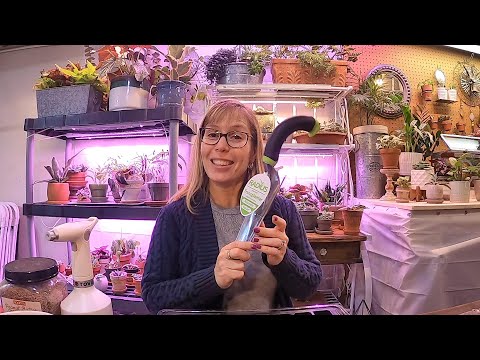 Potting Propagations ~ A Surprise! ~ Sowing Hakonechloa Grass Seeds π±πΎπͺ΄// Suburban Oasis