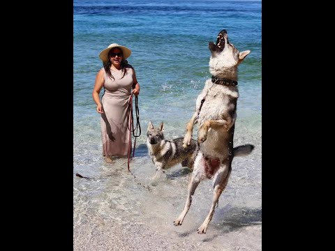 What is it like living with Czechoslovakian Wolfdogs