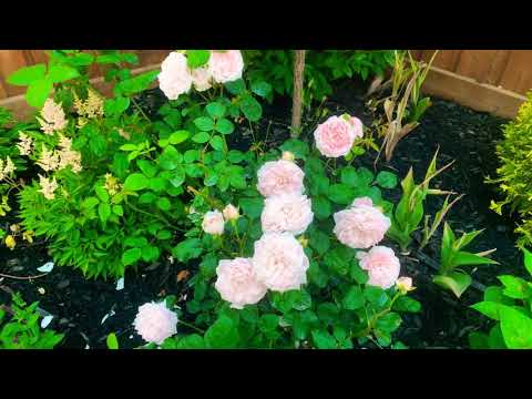 Garden with Black Cedar Mulch