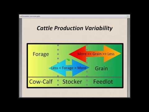 Cattle Marketing: Adding Value to Calves