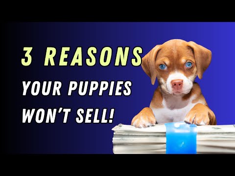 3 Reasons Your Puppies Won't Sell