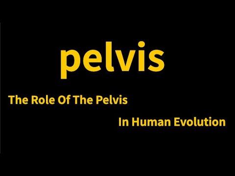 pelvis