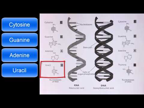 DNA & RNA