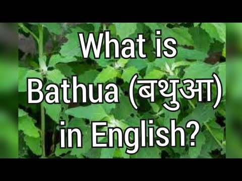 What is Bathua in English || Bathua in English