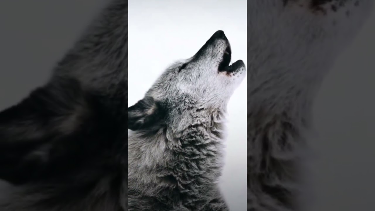 Lonely wolf