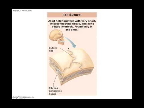 Chapter 8.2 Fibrous Joints BIO201