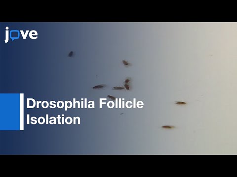 Utility Of Stage-Specific Mid-To-Late Drosophila Follicle Isolation l Protocol Preview