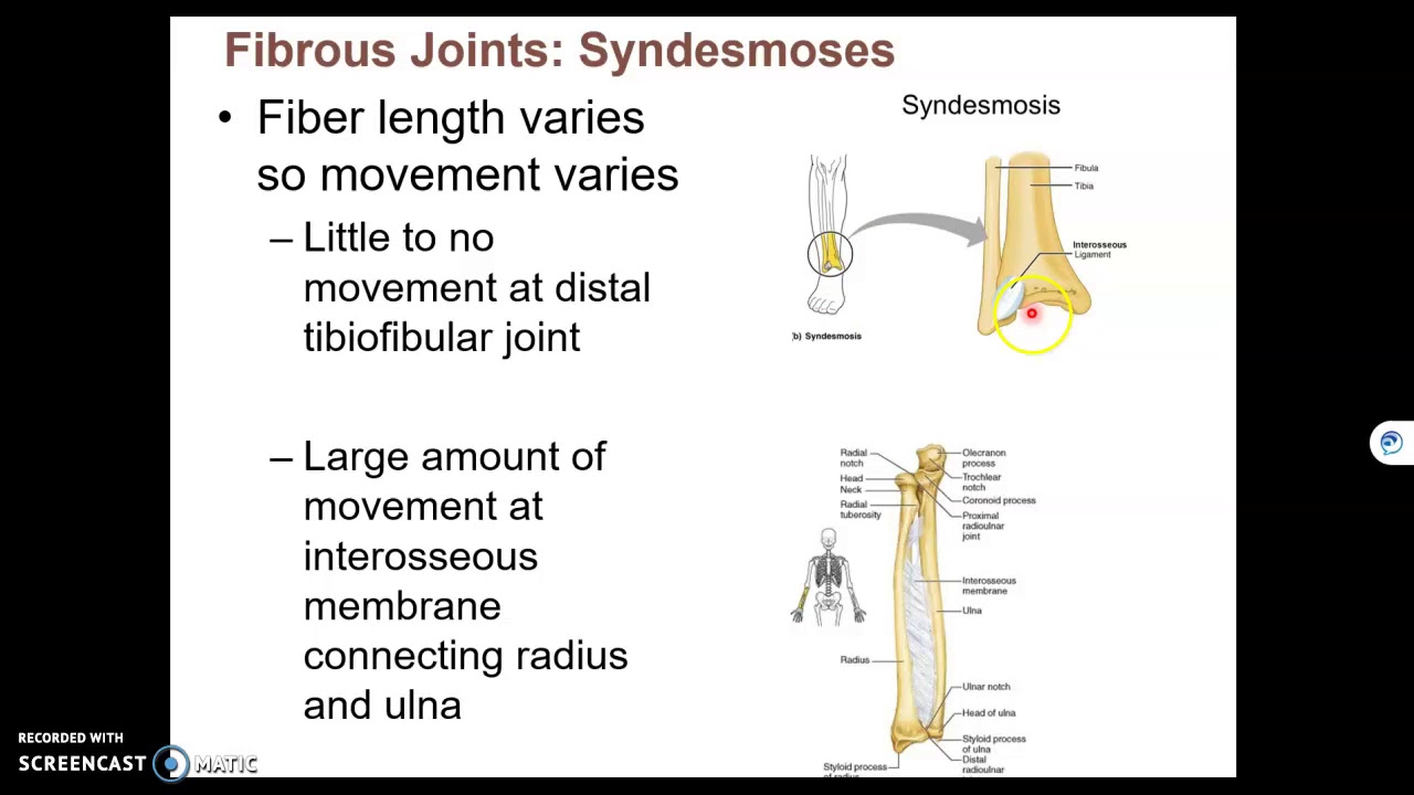 Chapter 9A - Joints/Articulations - Classifications