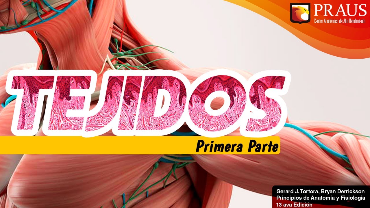 Nivel Tisular de Organización (Principios de Anatomía)