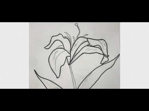 Still Life Contour SUM Steps 3-5