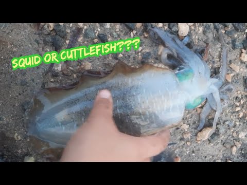 Squid or Cuttlefish