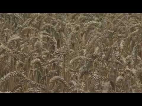 Wheat crops beat the cold winter