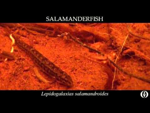 Meet the Salamanderfish – The Finch and Pea