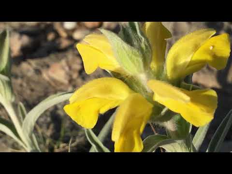 Oreja de liebre (Phlomis lychmitis)
