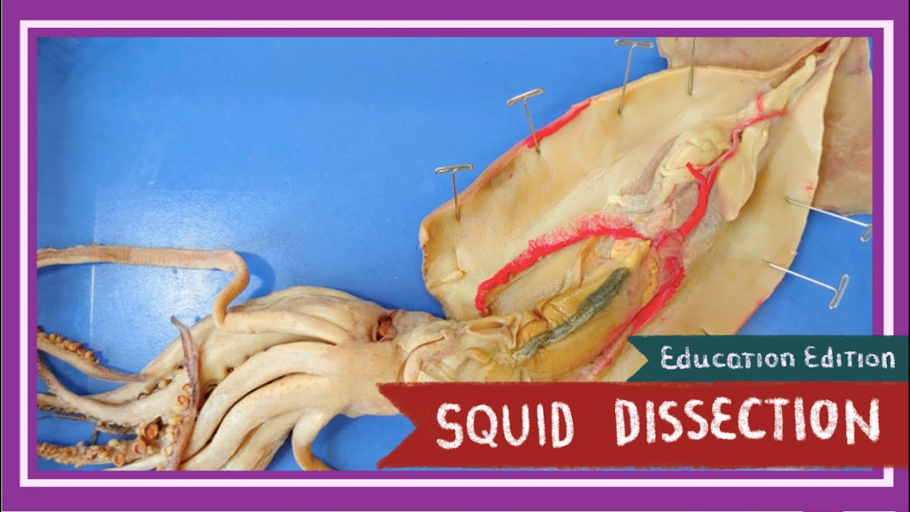 Squid Dissection || Pen & Ink [EDU]