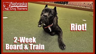 3 Best Dog Training in Lincoln, NE - Expert Recommendations