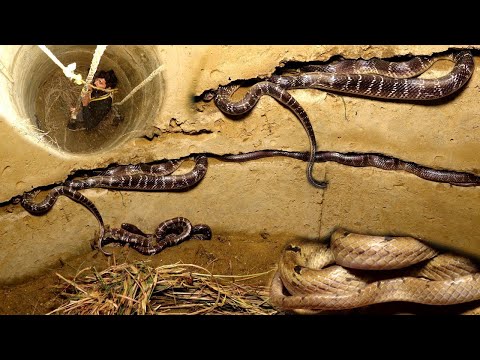 What's Inside the World's Largest Snake Nest Ever Recorded ...