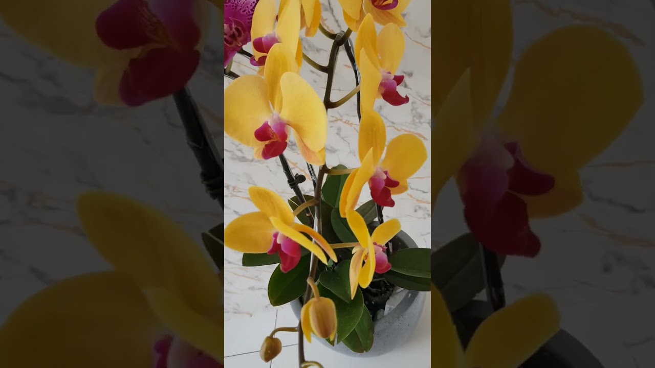 RANGKAIAN BUNGA ANGGREK BULAN CANTIK VARIASI TIGA TANGKAI #shorts #flowers #homedecor #awesome