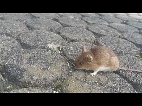 What happens when a mouse eats poison? πβ οΈπ€’