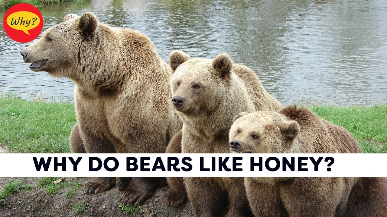 Why do bears like honey | Bear Facts | Fascinating facts #8 | Why Things Happen