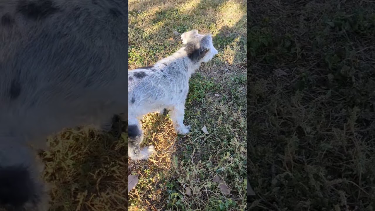 Gracie and I #dog #dogs #cute #short #shorts #pets #animals #elderlydog #elderly #youtube #video 0