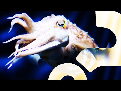 Cuttlefish Can Count to Five | HowStuffWorks NOW