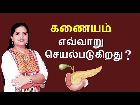 Pancreas - Structure and Functions | Tamil