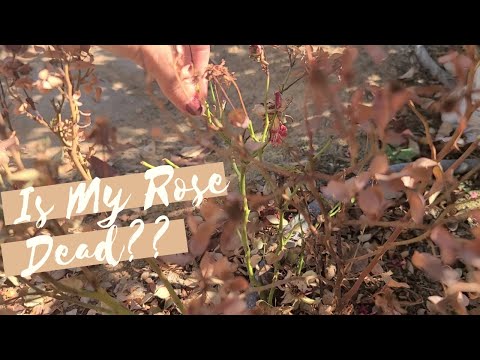 Is My Rose Dead? How to tell
