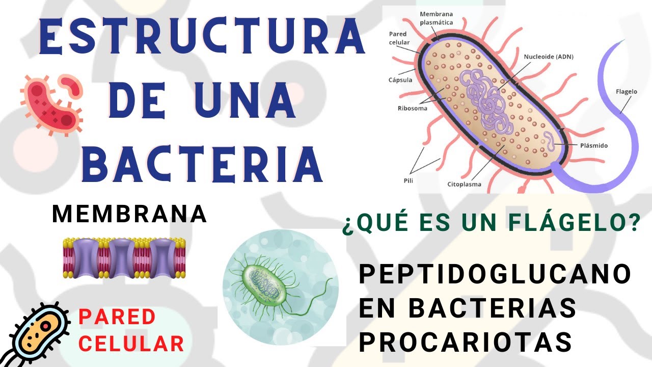 Estructura de una bacteria facil y rapido l ESTRUCTURA BACTERIANA l estructura de las bacterias 2021