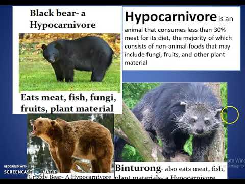 Carnivore