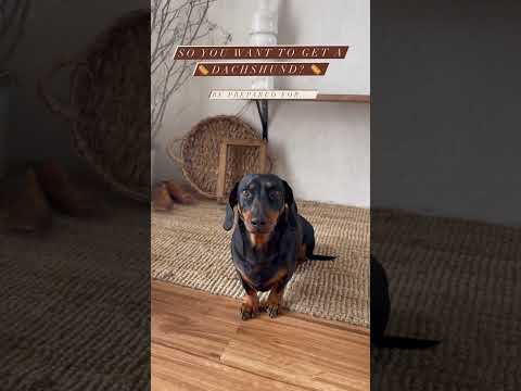 Do you want to get a Dachshund? | #dachshund #shorts